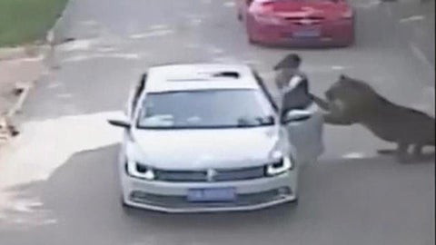 Siberian tigers at wildlife park in China maul woman to death - CBS News