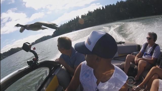 Special bond: A man and his goose - CBS News