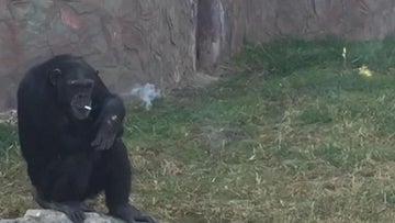 North Korea zoo smoking chimpanzee draws in crowds - CBS News