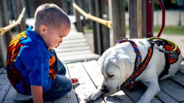 Service dog protects his little boy from nightmares - CBS News
