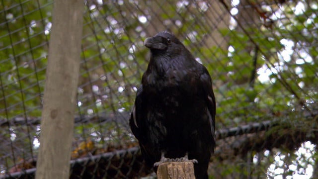 Ravens get a bad rap - CBS News
