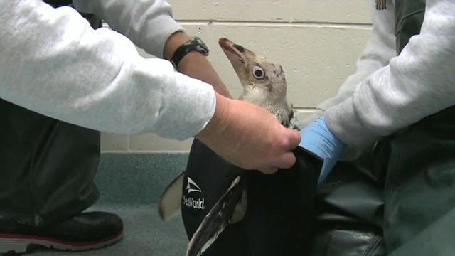 “Naked” penguin at SeaWorld Orlando gets special wetsuit - CBS News