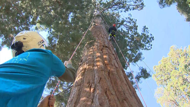 "It's for the future": Scientists are cloning the world's ancient trees ...
