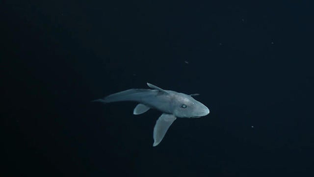 New species of "ghost shark" discovered living deep in the Pacific ...