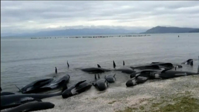 29 beached pilot whales dead after mass stranding on Australian coast ...