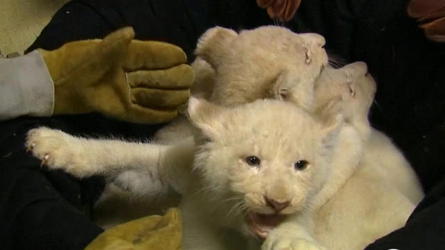 Rare white lion cubs unveiled at German zoo - CBS News