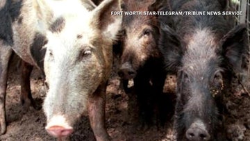 Fearing "feral hog apocalypse," Texas approves feral hog poison - CBS News