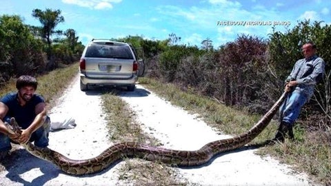Men catch 15-foot-long, 144-pound python in the Florida Everglades ...