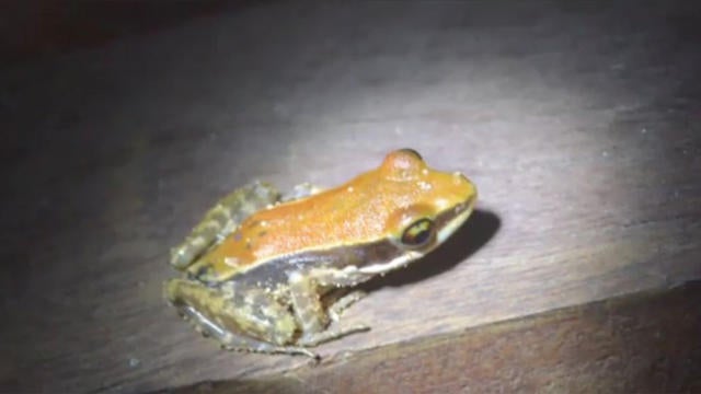 Scientists have regrown amputated frogs' legs. Here's how they did it ...
