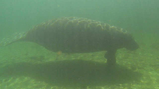 $5,000 reward offered after manatee in Florida spotted with "Trump ...