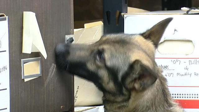 New drug kits save police dogs from opioid overdoses - CBS News