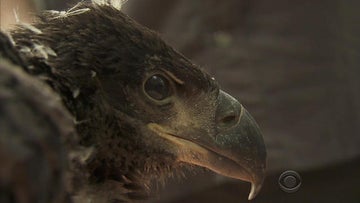 Bald eagle nest eggs spotted on Cape Cod for the first time in 115 ...