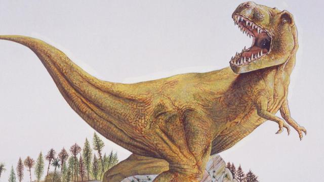 T. rex couldn't run, research on Tyrannosaurus rex at University of ...