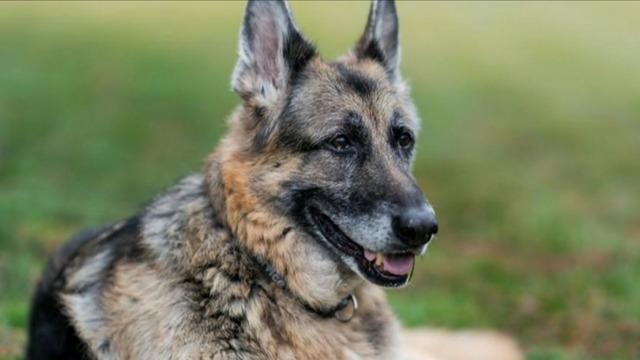 Biden's dog Champ has died, White House says - CBS News