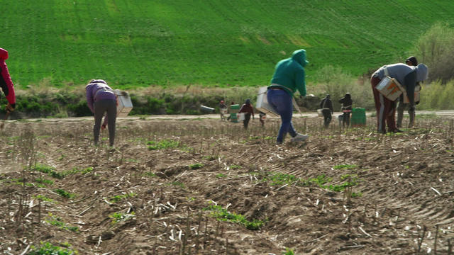 Down on the farm: A shortage of agricultural labor - CBS News