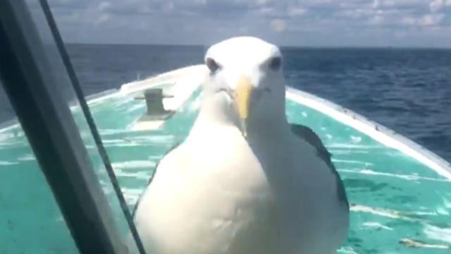 Seagull Who Bonded With Captain Who Saved Her Now Has A Mate Cbs News