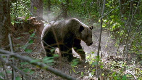 Mama grizzly bear chases hunter up a tree in Montana, later killed by ...