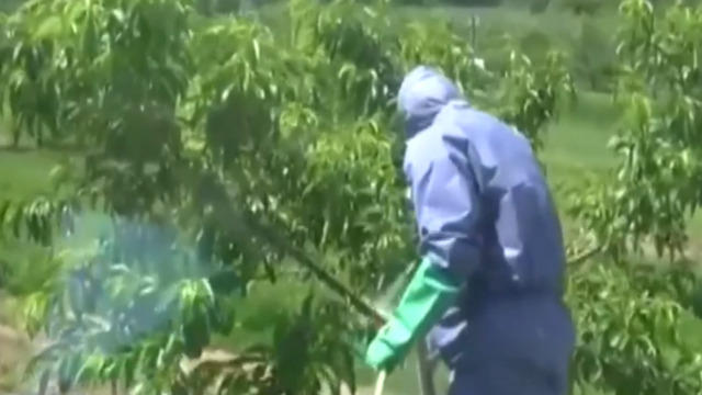 "Dirty Dozen" list calls out fruits and vegetables with the highest ...