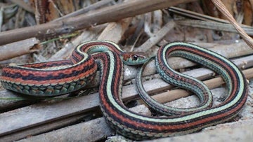 Plane passenger in India caught with 16 live snakes in luggage ...