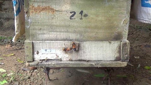 "Murder hornets" eradicated in the U.S., agriculture officials say ...