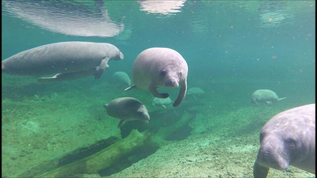 Record number of Florida manatees starved to death in 2021 - CBS News