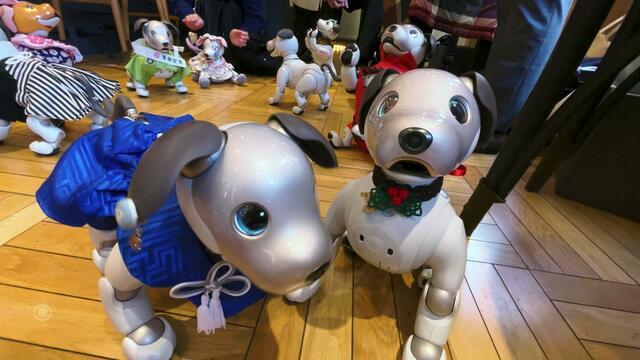 Robo-dogs and therapy bots: Artificial intelligence goes cuddly - CBS News