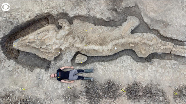 36-million-year-old fossil of "sea monster" found in Peruvian desert ...