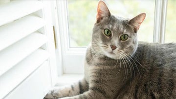 Bidens introduce their new cat, Willow - CBS News