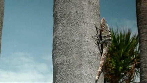As temperatures fall across South Florida, so do frozen iguanas from ...