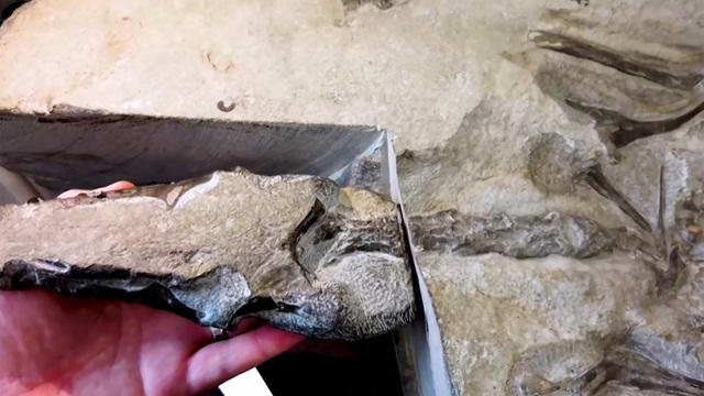 Fossil of 170-million-year-old flying reptile unearthed in Scotland is ...