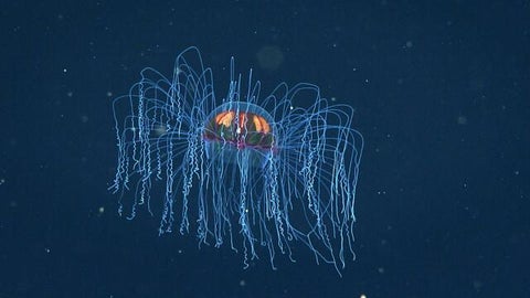 Jellyfish-like creatures called Blue Buttons that spit out waste ...