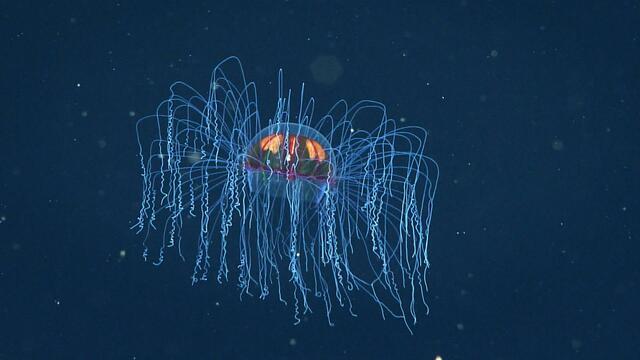 Jellyfish-like creatures called Blue Buttons that spit out waste ...