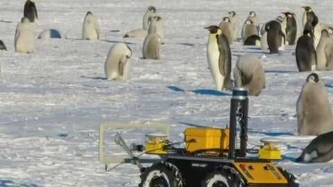 A rare white penguin has been discovered in Antarctica among one of the ...