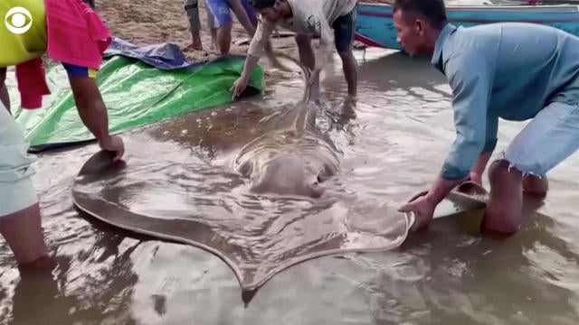 Man reels in 660-pound stingray, the world's largest recorded ...