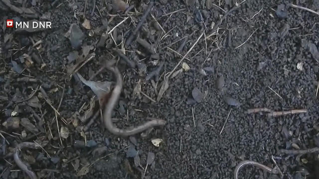 Invasive "jumping worms" threatening plants, forests and wildlife in ...