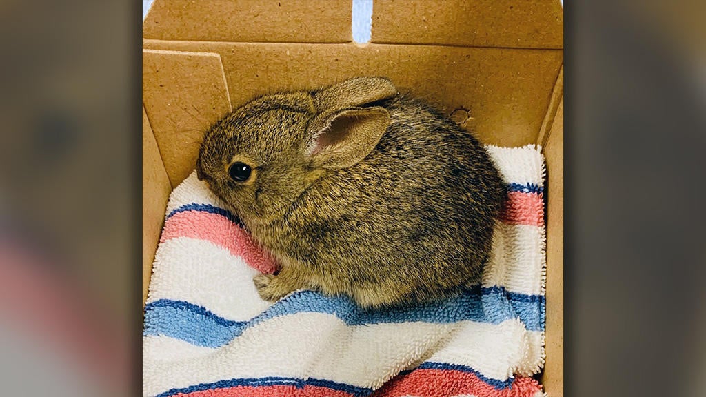 Virus that attacks wild rabbits detected at wildlife refuge near ...