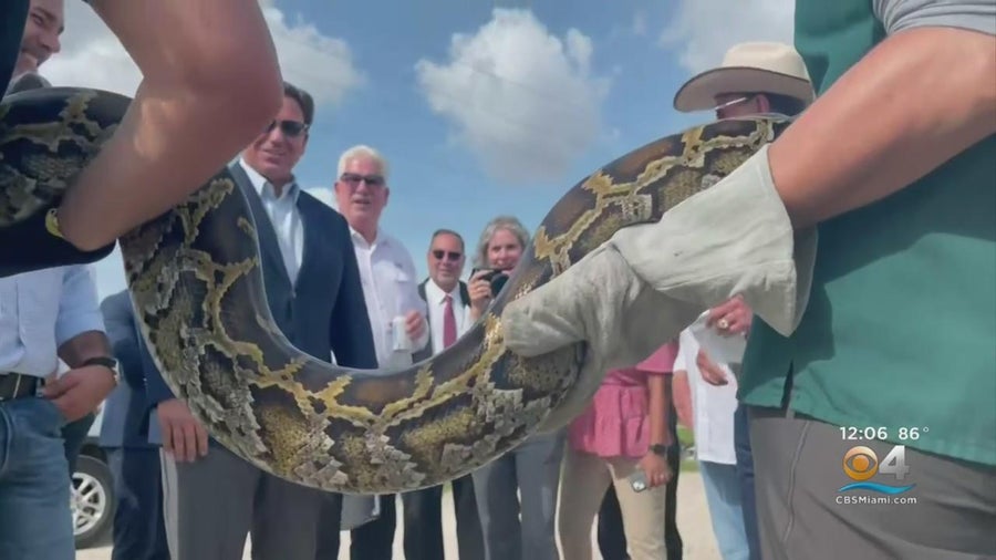 With a 10-foot snake by his side, Florida governor announces prize ...
