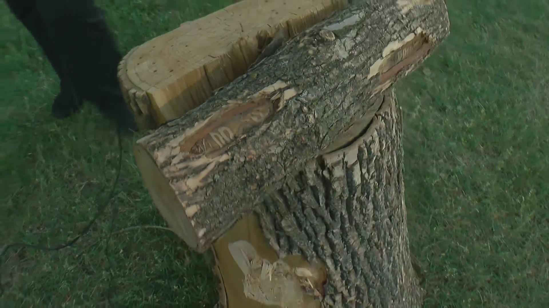 Dreaded, tree-killing emerald ash borer reaches North Dakota - CBS ...