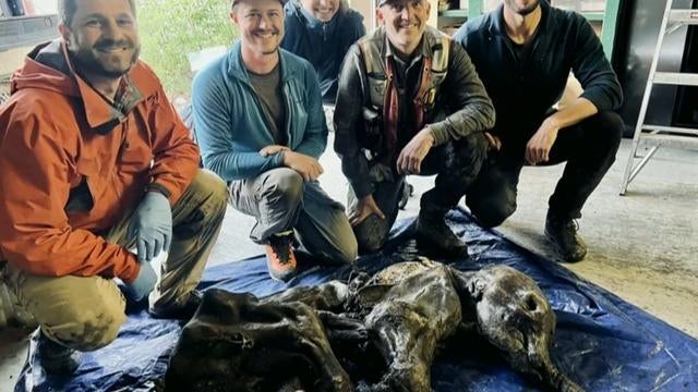Rare mummified baby woolly mammoth with skin and hair found in Canada ...