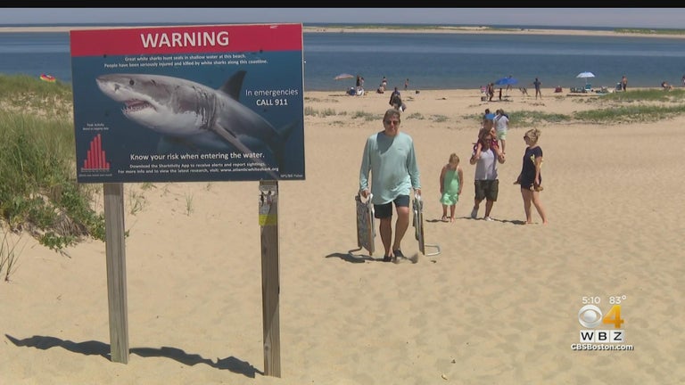 Researchers warn Cape Cod beachgoers: "Large sharks are here" - CBS News