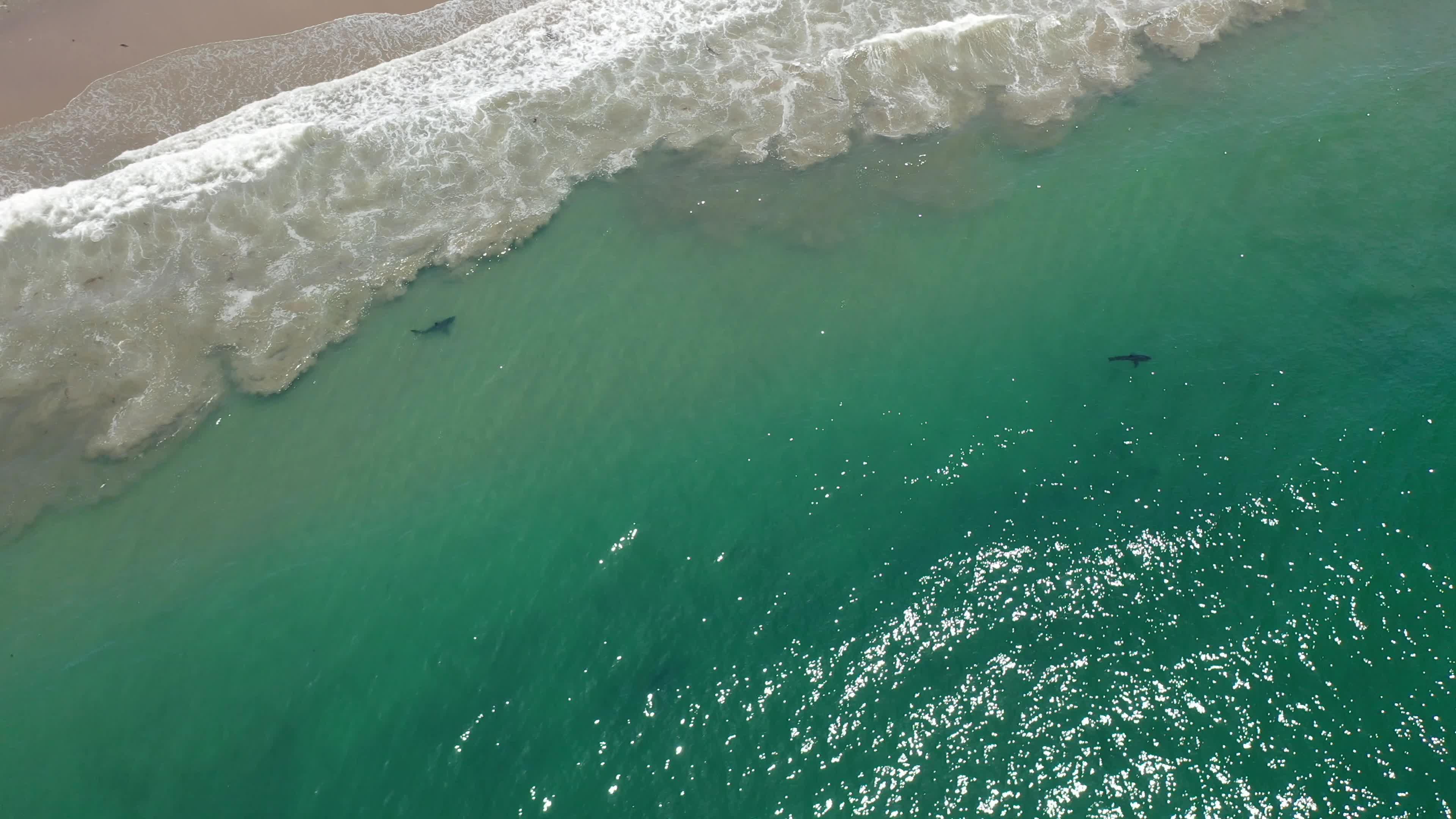 Study: Groups of juvenile white sharks congregating near busy SoCal ...