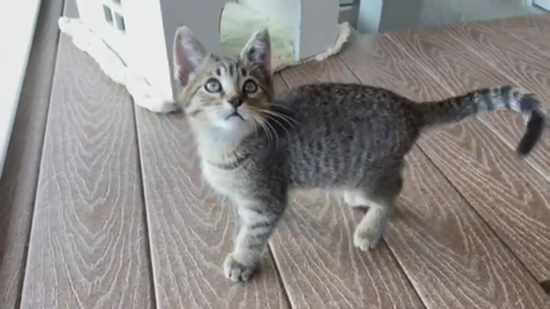 PAWS Pet of the Week: Jeff - CBS Chicago