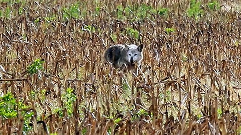 Endangered wolf recaptured after escaping habitat at Cleveland ...