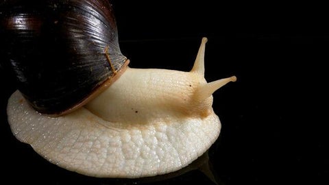 Invasive snails that can be deadly to humans found in North Carolina ...