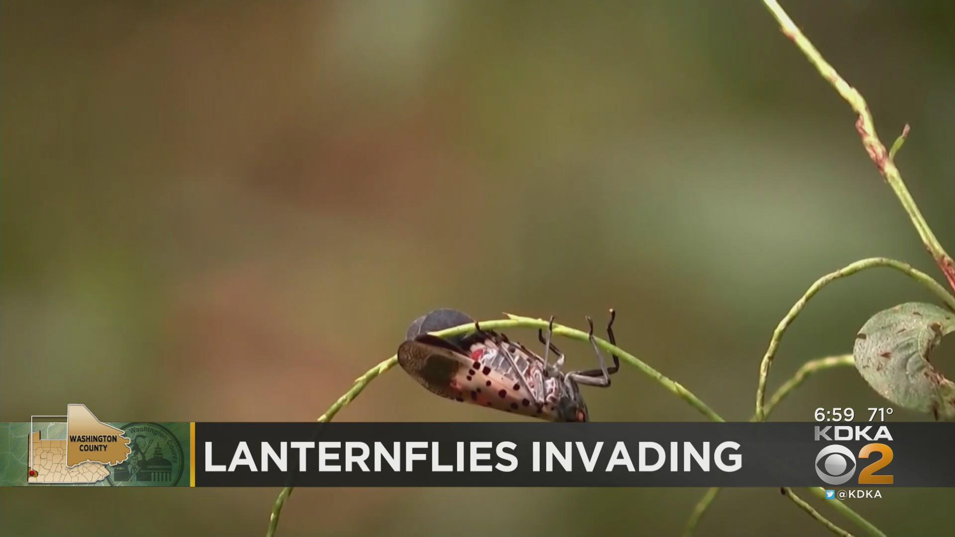 The spotted lanternfly is destroying crops in Pennsylvania - CBS Pittsburgh