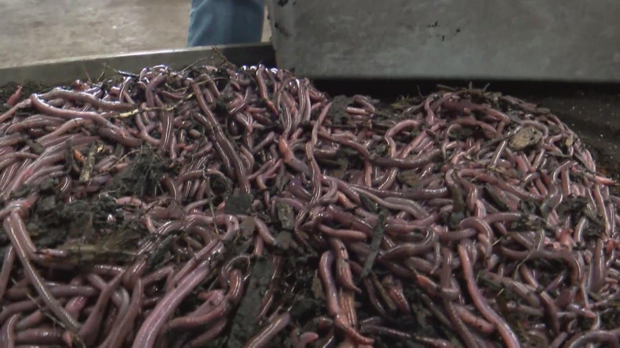 NWS Twin Cities issues "worm warning" - CBS Minnesota
