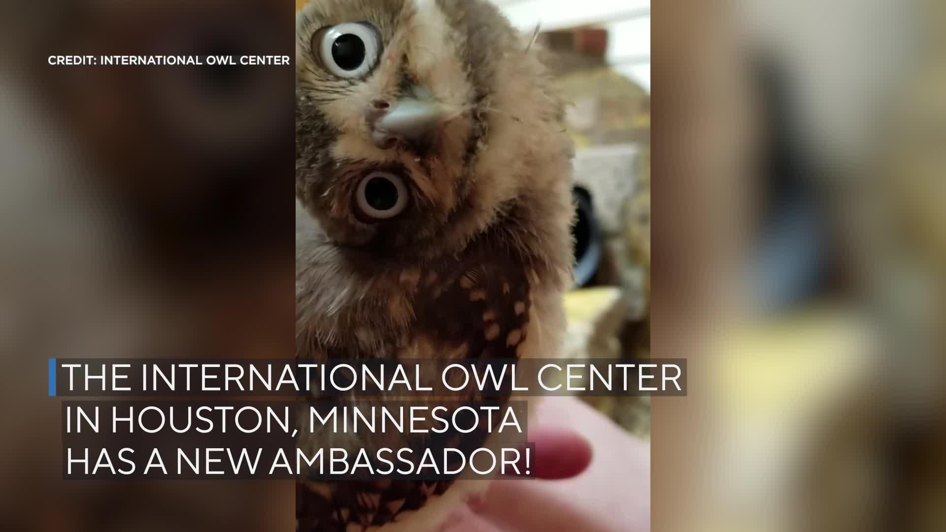 Houston's International Owl Center has a new ambassador, a 7-week-old ...
