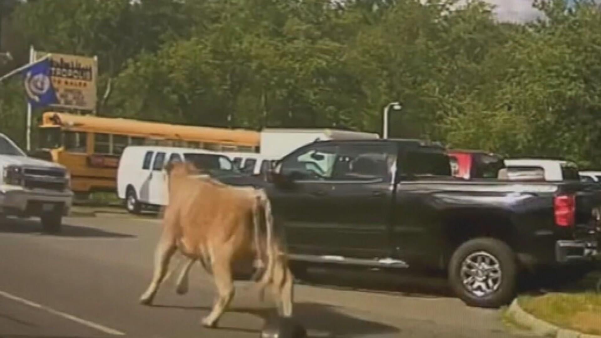 Cowboys come to the rescue, wrangling loose bull in Pelham, New ...