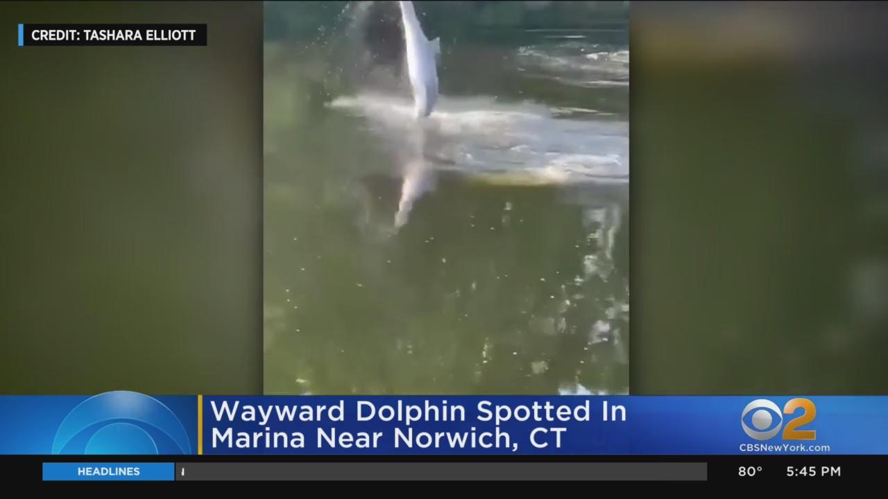 Young dolphin spotted alone in Connecticut river after swimming 15 ...