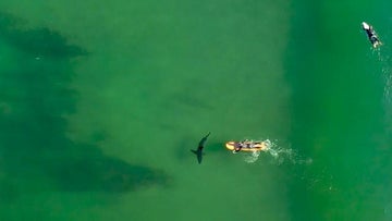 Aerial footage provides proof of orcas killing great white sharks - CBS News